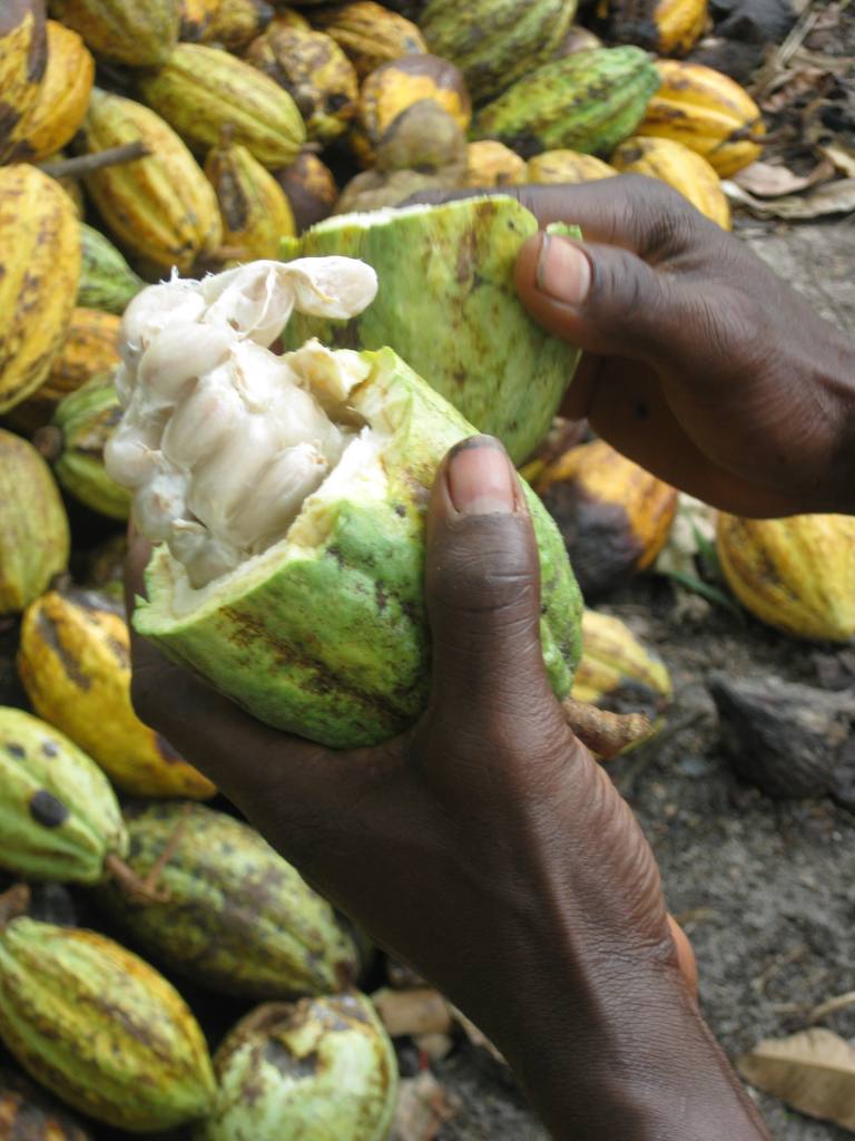 Un informe sobre el cacao aboga por cambios normativos que garanticen ... Un informe sobre el cacao aboga por cambios normativos que garanticen ...